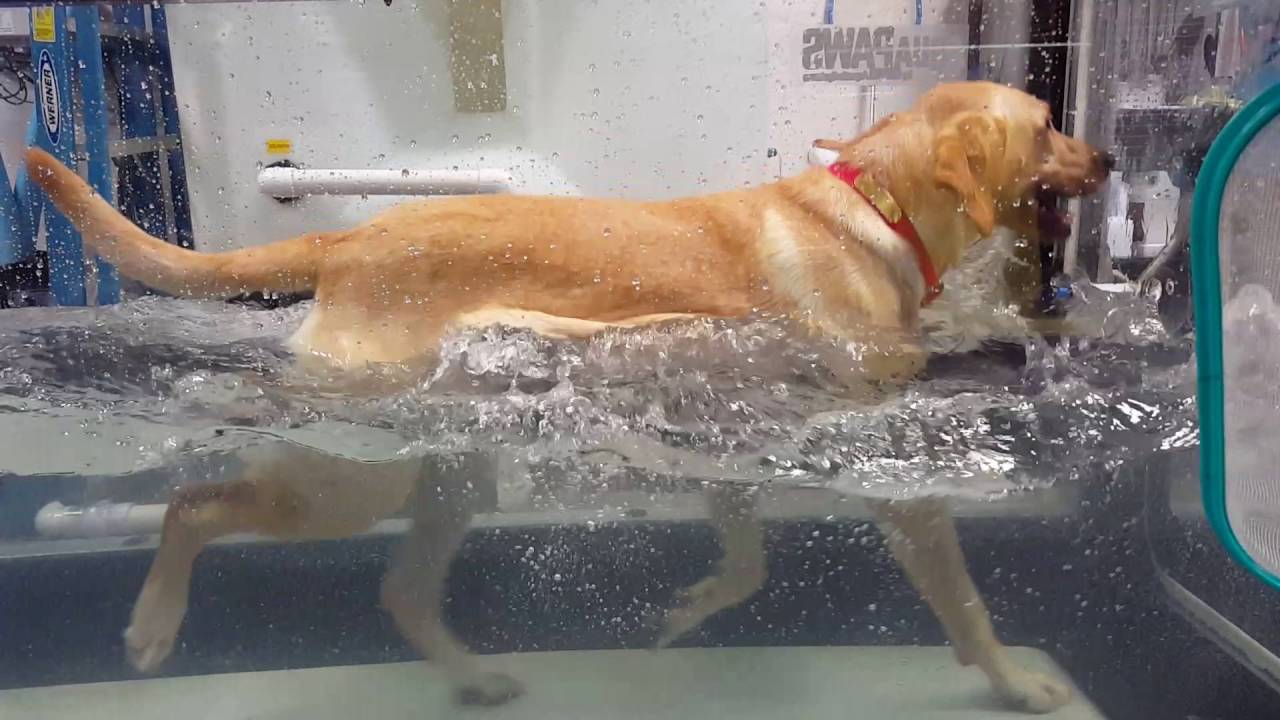 Water Treadmill PAWS Aquatic Rehab 1080p60 - YouTube