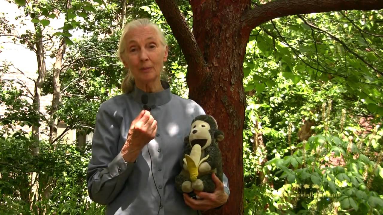 Where in the World is Dr. Jane? - YouTube