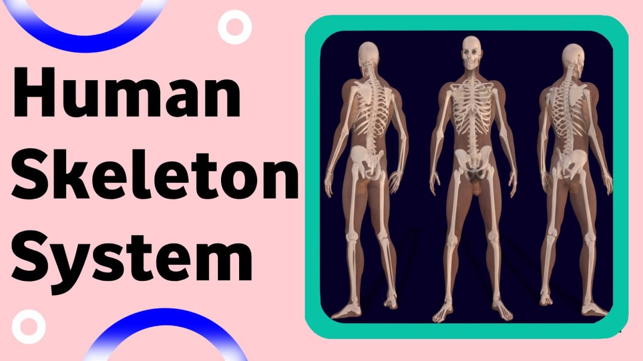 Human skeleton system | bones | bones of human body | skeletal system ...