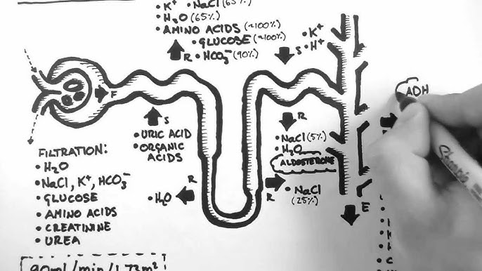 Structure And Functions Of Nephron