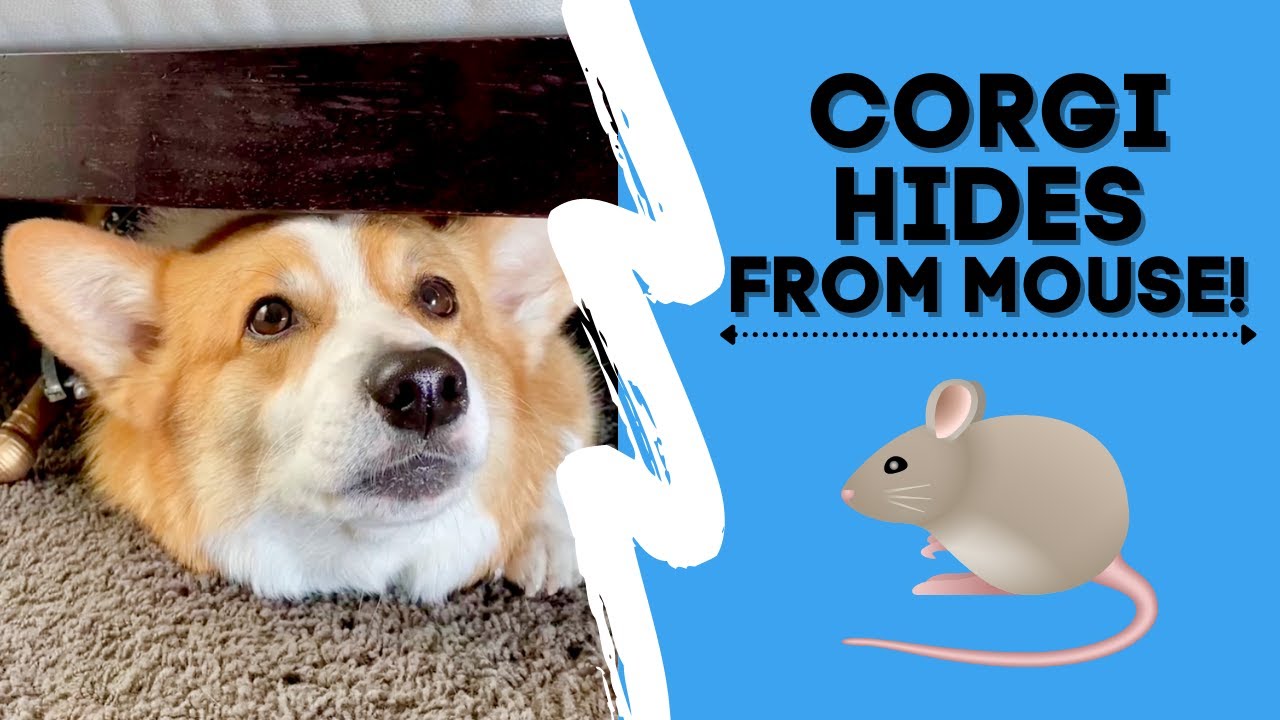 Corgis are scared of a mouse | Hammy and Olivia - YouTube