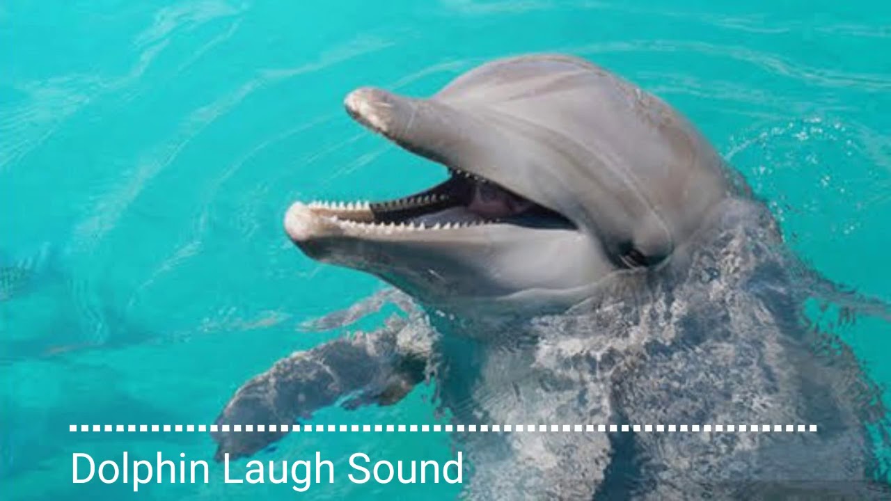 Animal sounds, Dolphin Laugh Sound - YouTube