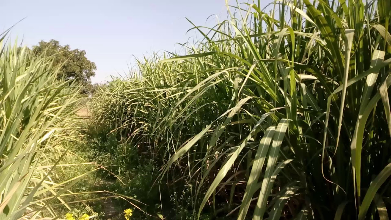 8005 sugarcane variety - YouTube