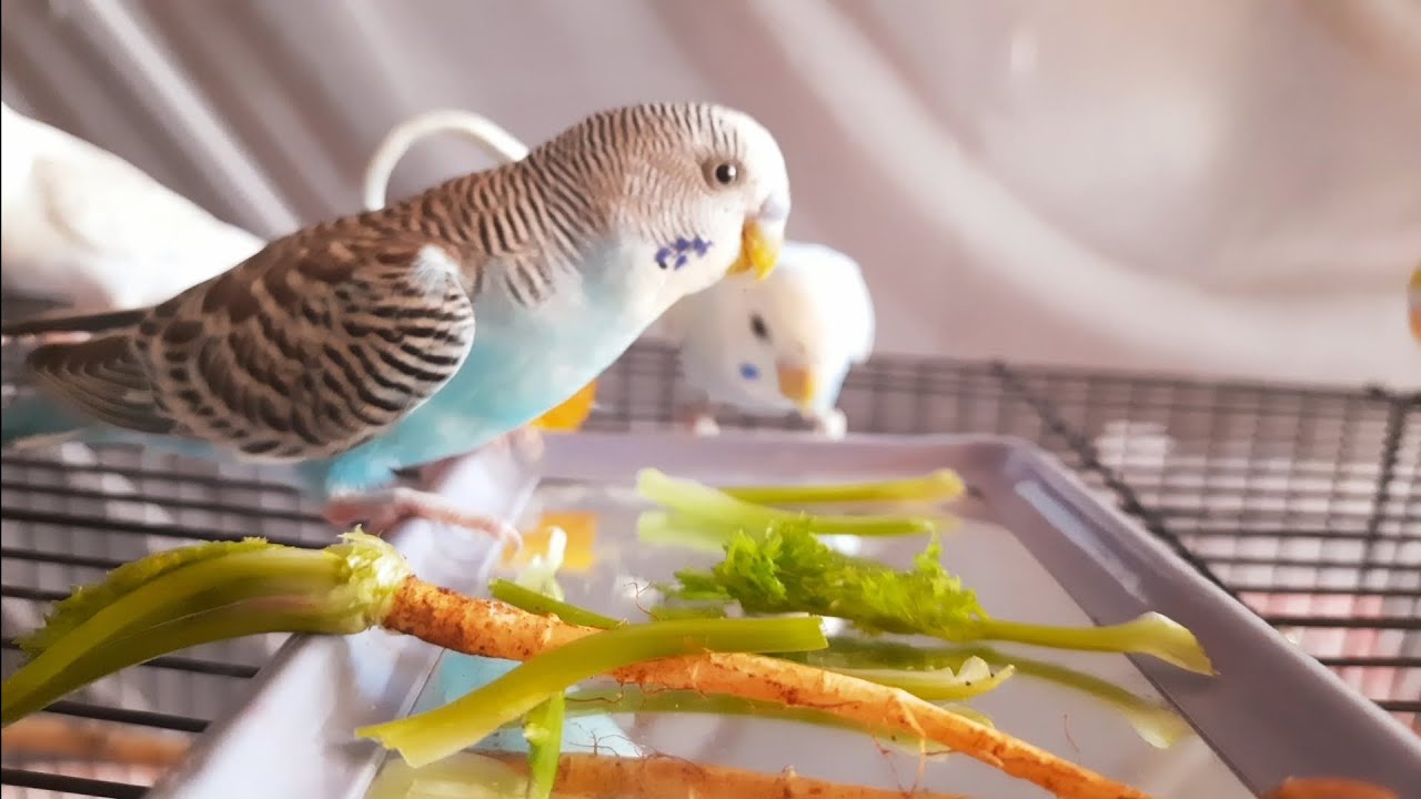 budgies playing and talking - YouTube