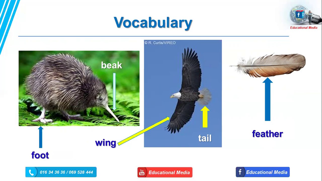 The Kiwi | Reading Skills | How to learn reading | Reading Tips ...