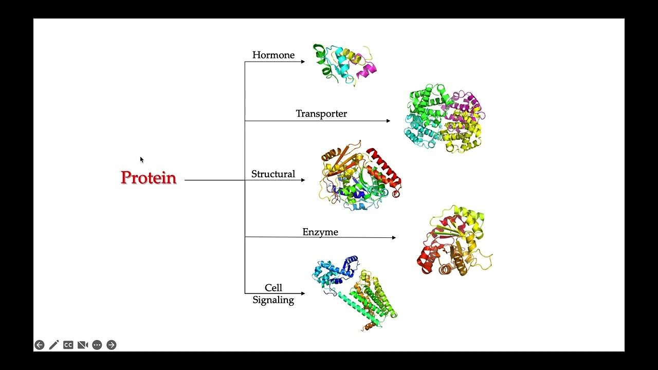 Structure bioinformatics (Lec 2) - YouTube