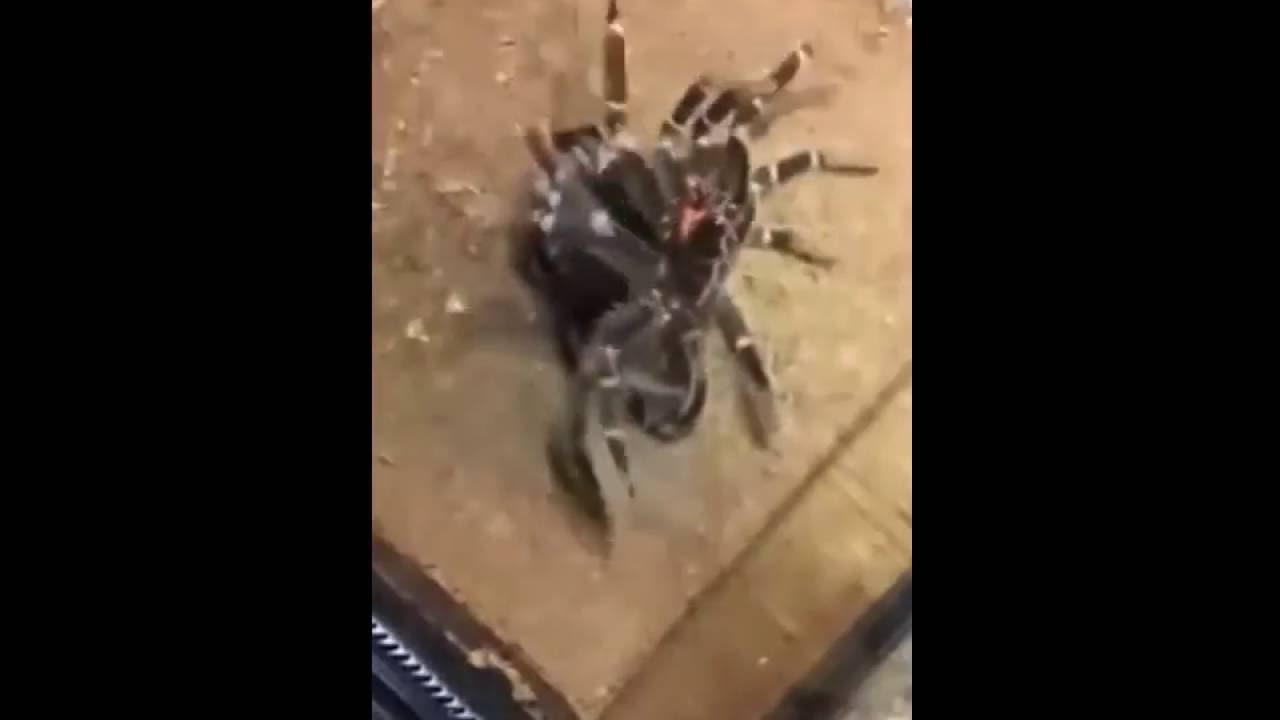 Do you see spider change skin - YouTube