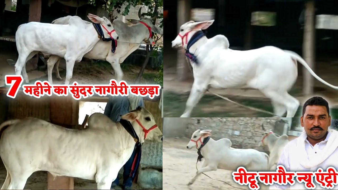 beautiful Nagori bachada.nagori bail.nagori bachada race .ox race mp ...