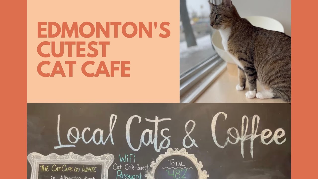 EDMONTON'S CUTEST CAT CAFE! - YouTube