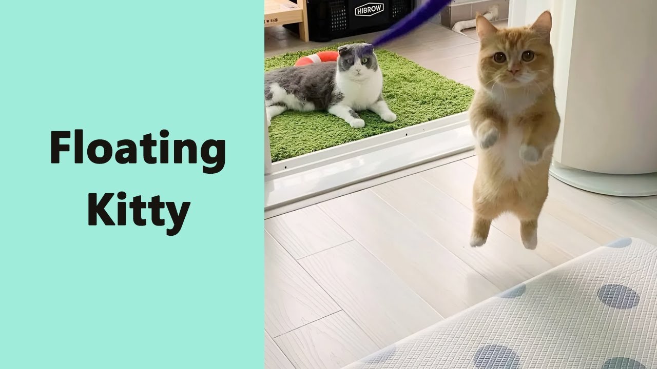 50 Photos That Might Make You Believe Cats Can Defy Gravity - YouTube