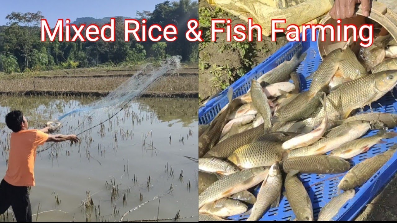 Integrated Rice and Fish Farming| Bene Village West Siang. - YouTube