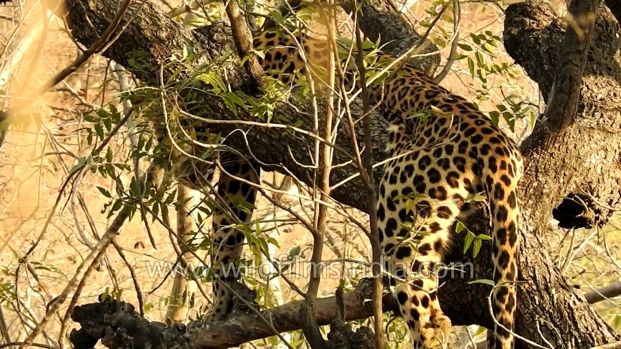 Leopard hides in a tree, jumps down on sensing prey nearby - YouTube