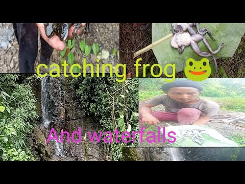 Catching frog 🐸 from waterfalls#villagelife. - YouTube
