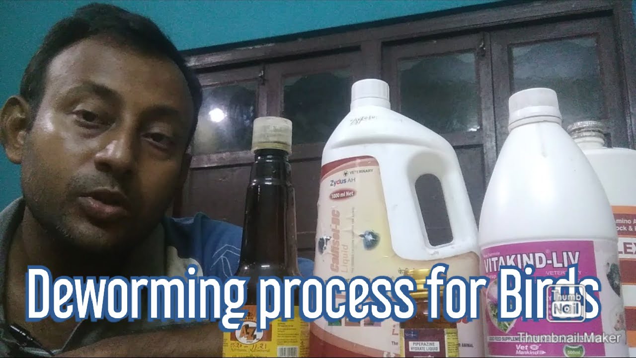 Deworming process for Birds - YouTube