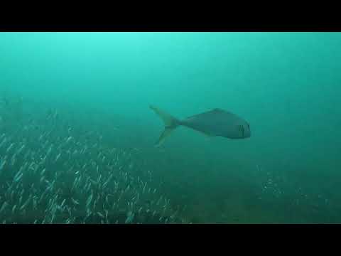 And all that I can see FISH FISH FISH! - YouTube