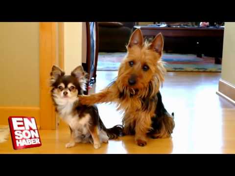 Arkadaşını Anında Satan Köpek