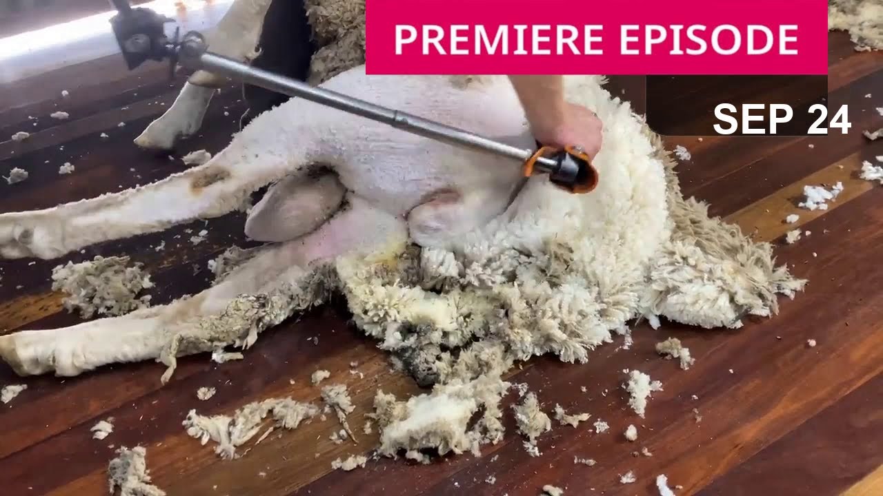 It’s mesmerizing watching a gun shearer at work on good sheep Corey ...