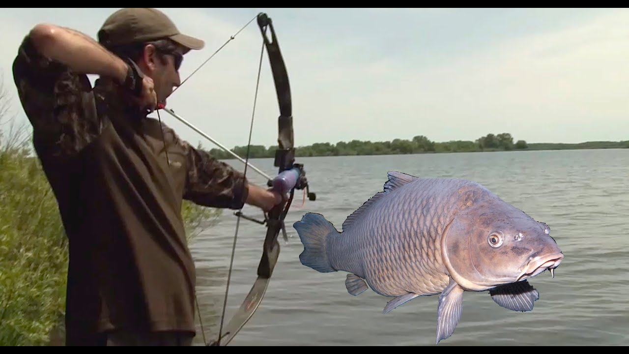 Bow Fishing For Giant Carp | 5 Yard Shot - YouTube
