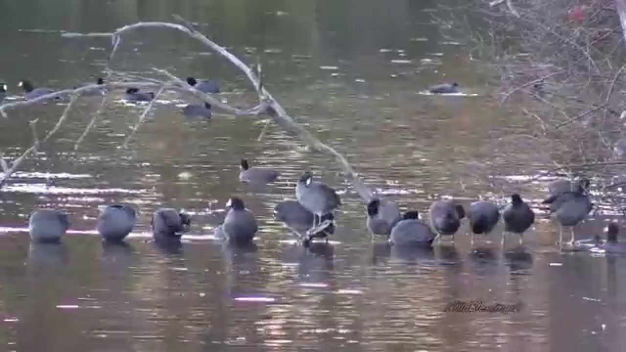 Coot Migration Sunrise - Kensington Metropark - 1080p - YouTube