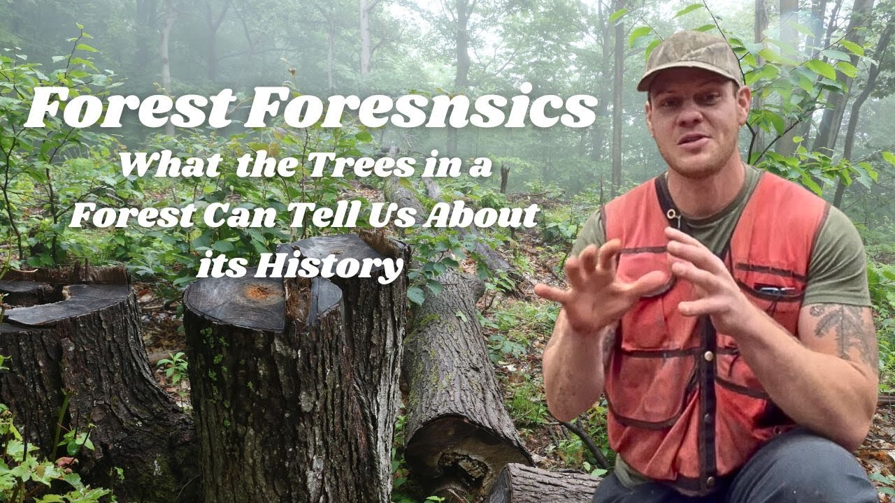 Forest Forensics: What the Trees in a Forest Can Tell Us About its History - YouTube