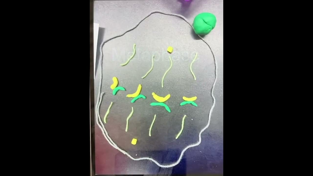 Mitosis stop motion video - YouTube
