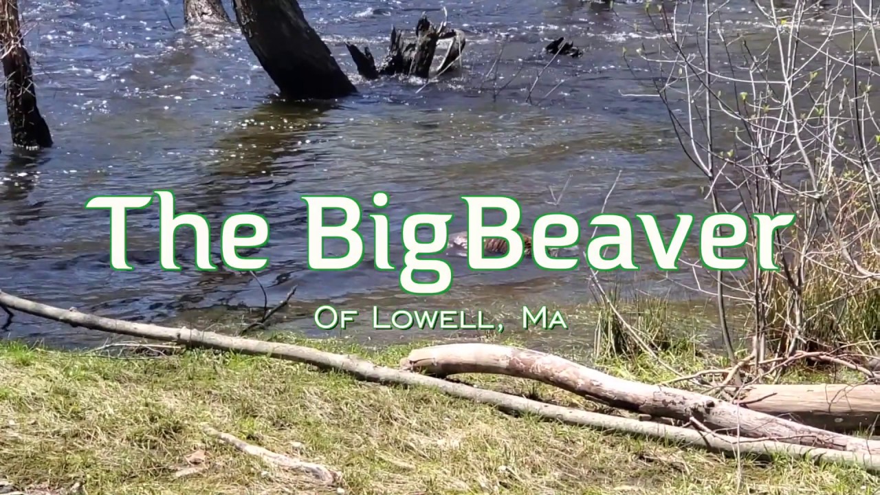The Big Beaver of Lowell, Ma - YouTube