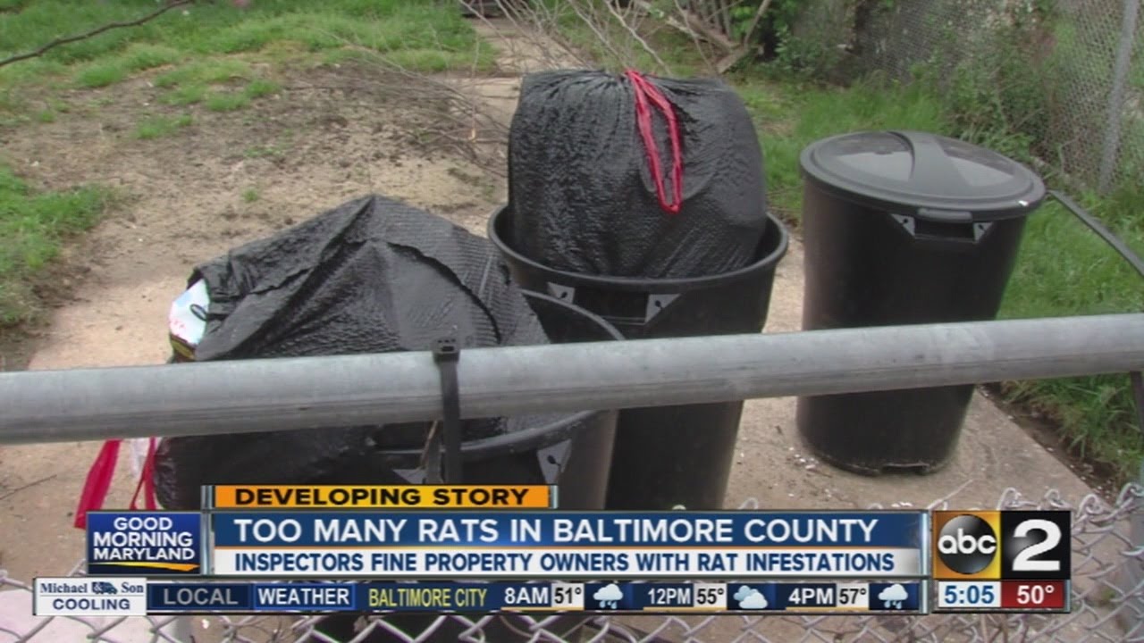 Inspectors fine property owners with rat infestations in Baltimore ...