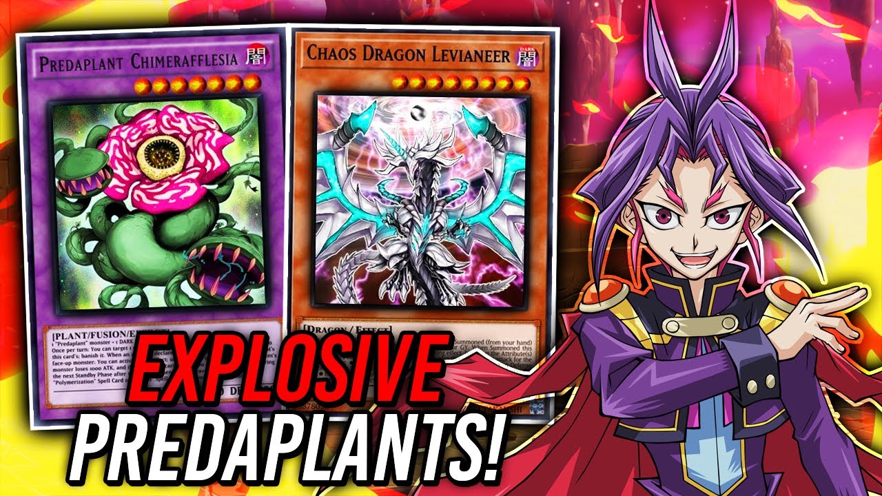 EXPLOSIVE PREDAPLANTS! NEW Predaplant Deck With INSANE COMBOS! [Yu-Gi ...