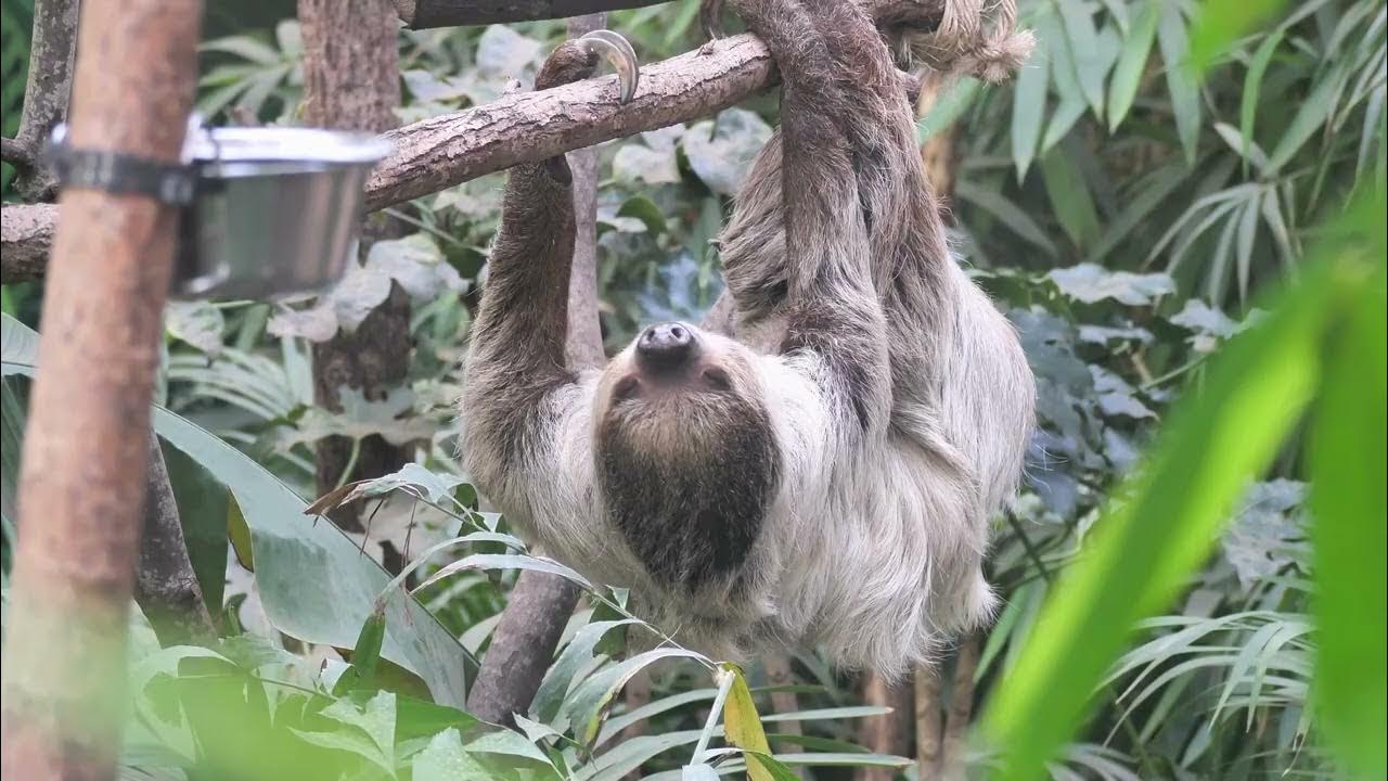 Sloth Serenity: Relax, Study, and Unwind 🦥🌿 - YouTube