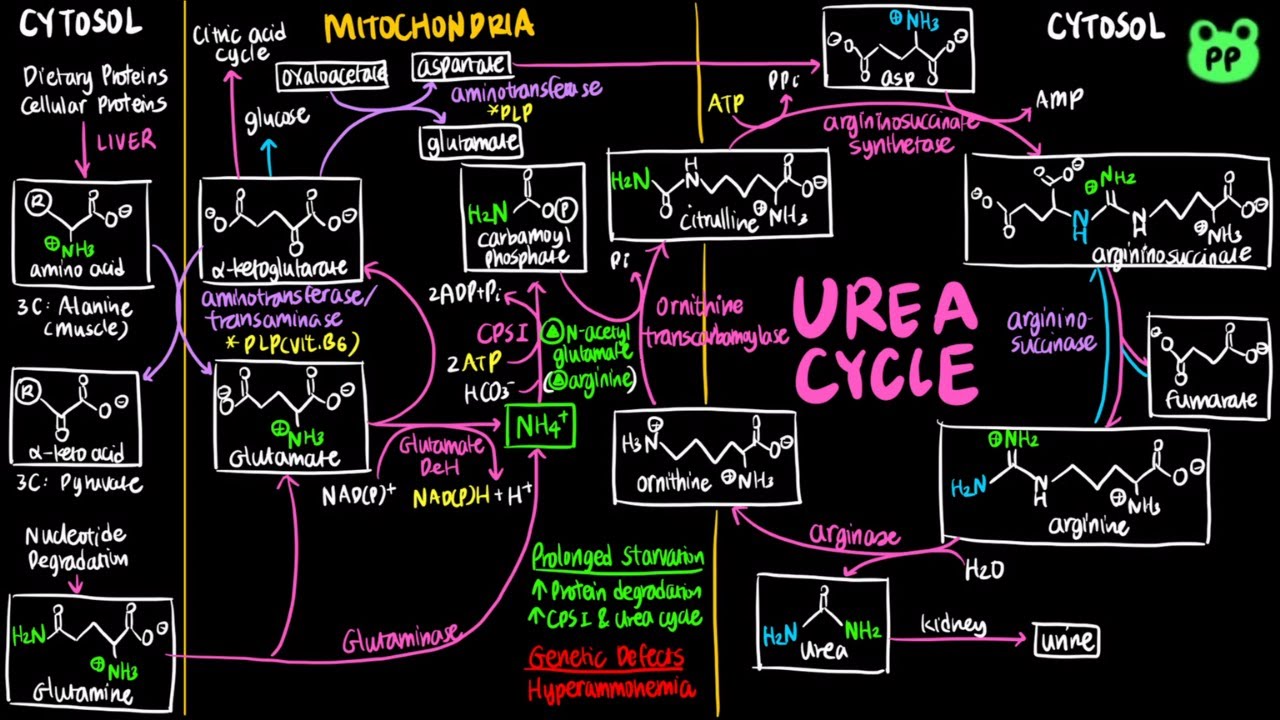 Urea Cycle | Nitrogen Metabolism 01 | Biochemistry | PP Notes ...