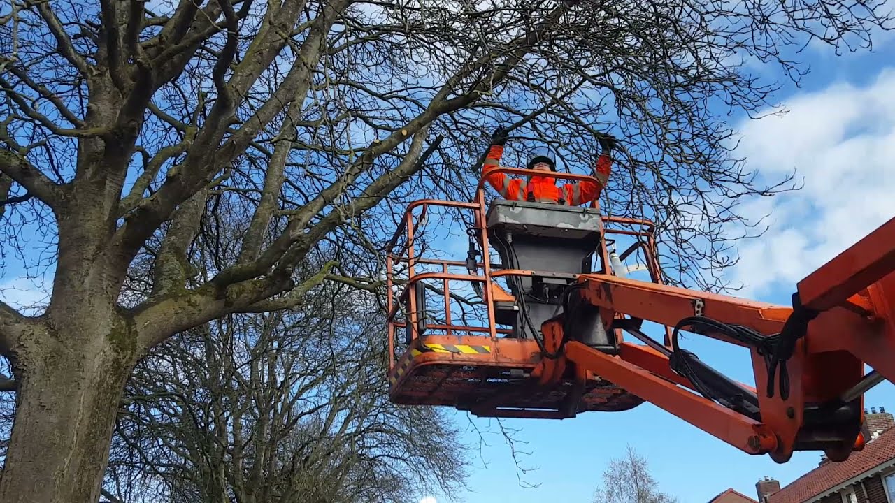 City Tree Workers Over Pruning Trees (Lions Tailing) Trees, Anjalaan ...
