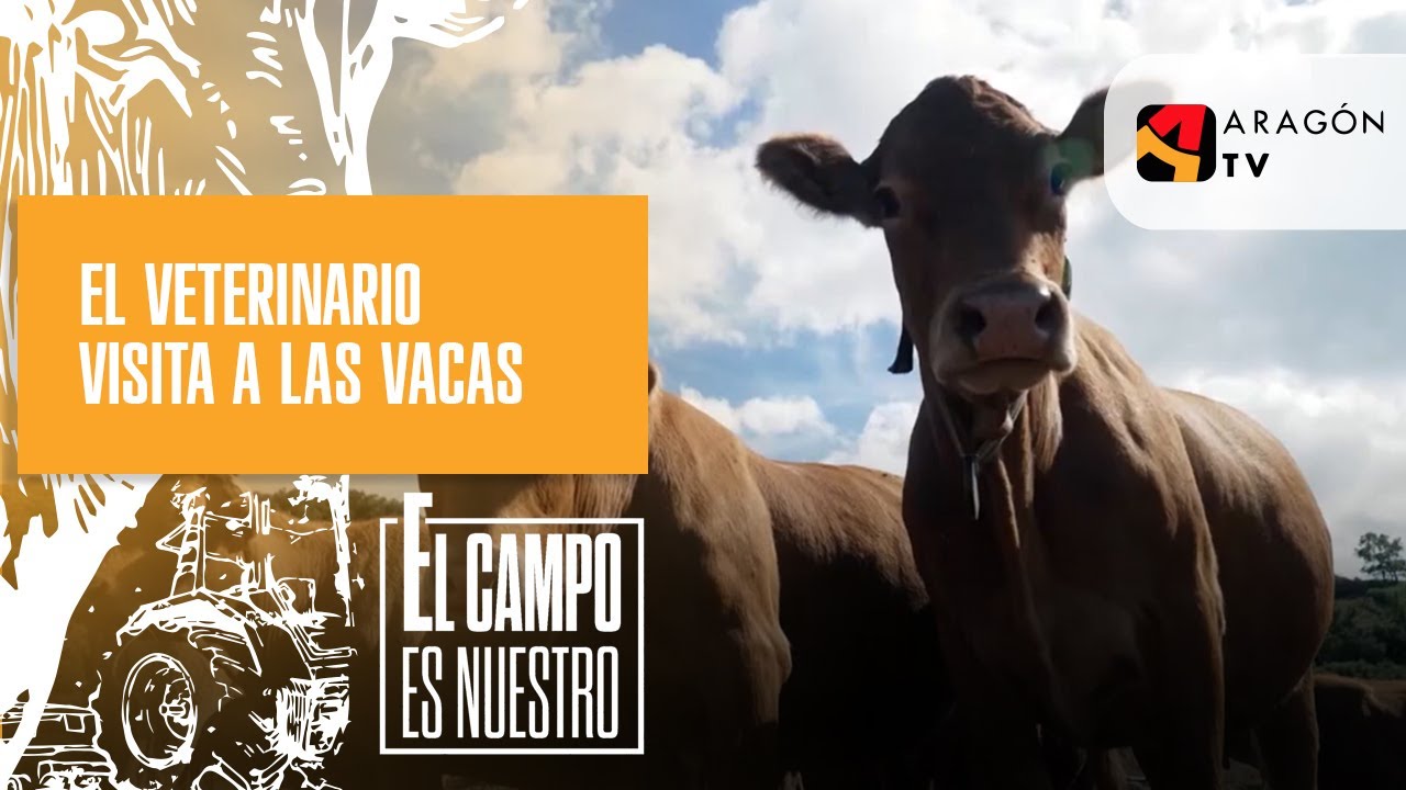 El veterinario visita a las vacas de Diego - YouTube