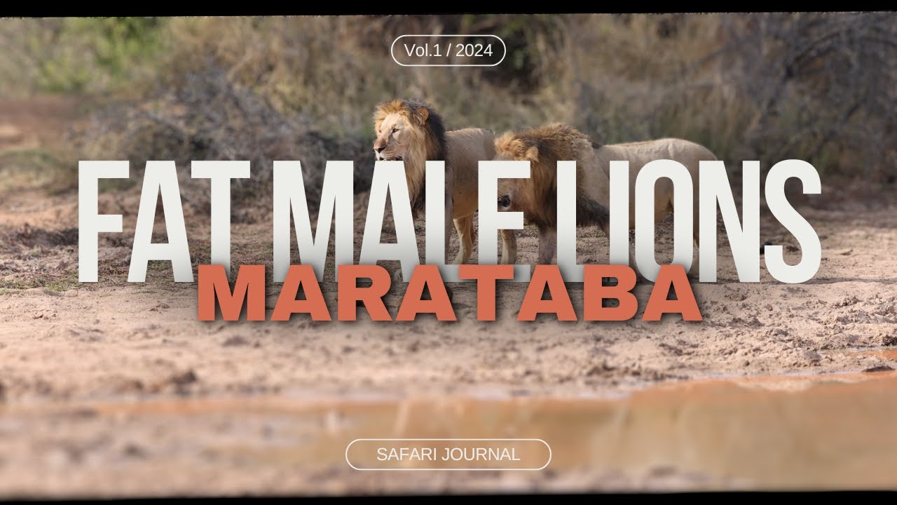 Fat Male Lions | Safari Journal | Marataba | South Africa - YouTube