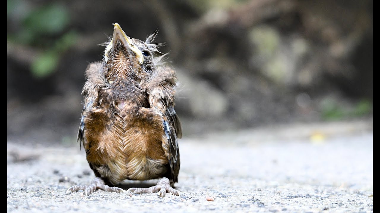 Common Blackbird Chick on Ground - feeding frenzy! - YouTube