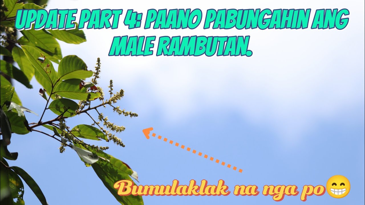 Update Part 4: Paano pabungahin ang Male Rambutan. - YouTube