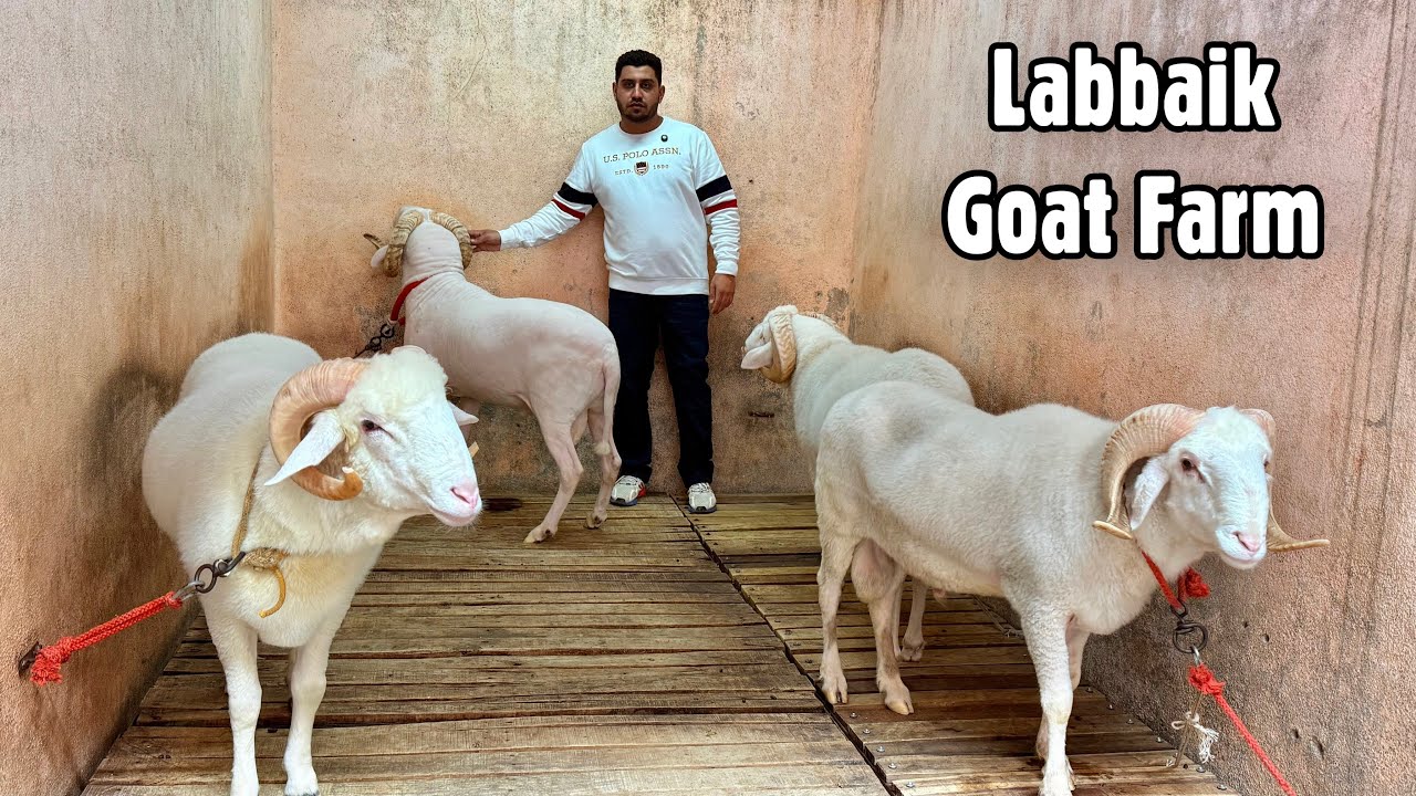Extraordinary Personal Collection of Mushtaque Handi (Labbaik Goat Farm ...