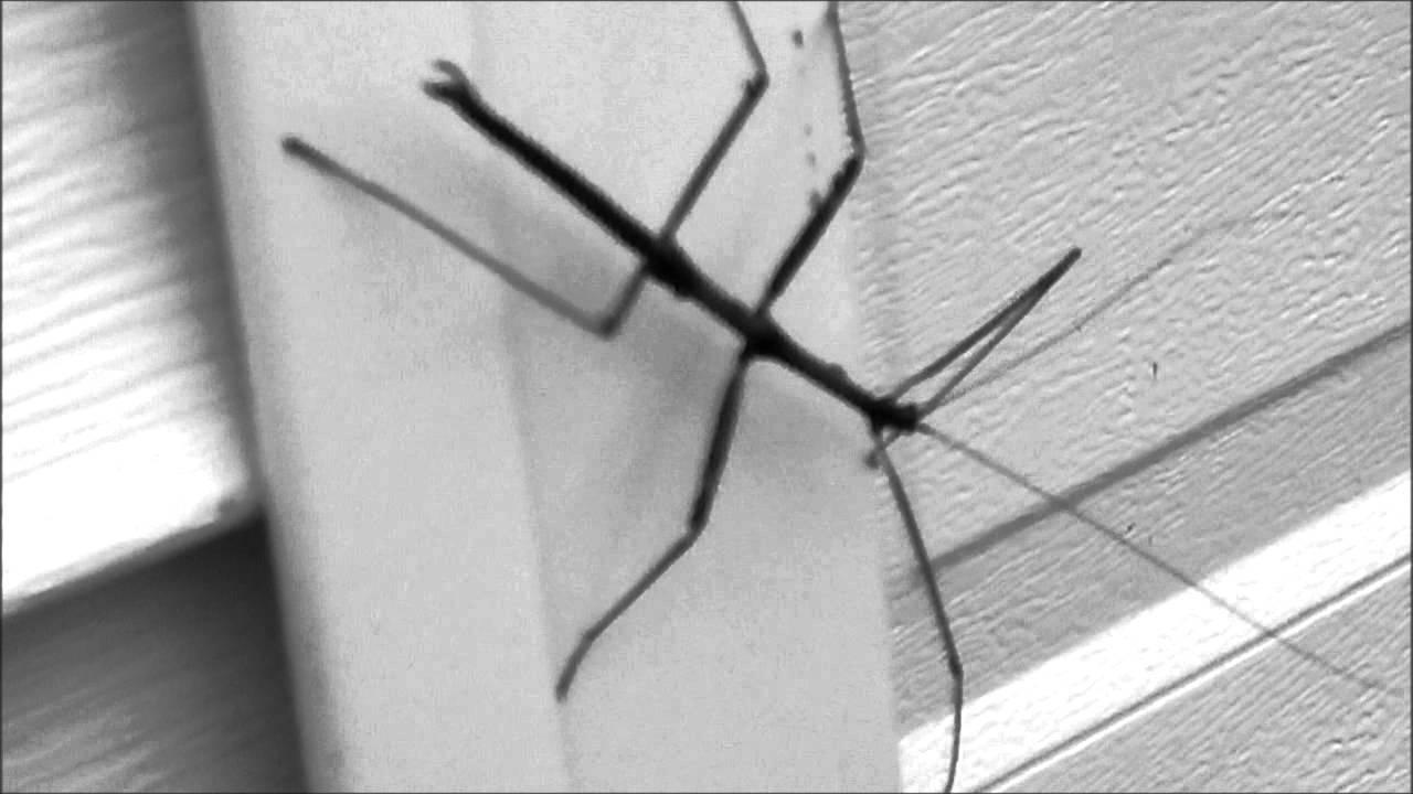 Walking Stick Insect - Phasmatodea species - NY State, 2013 - Hudson ...