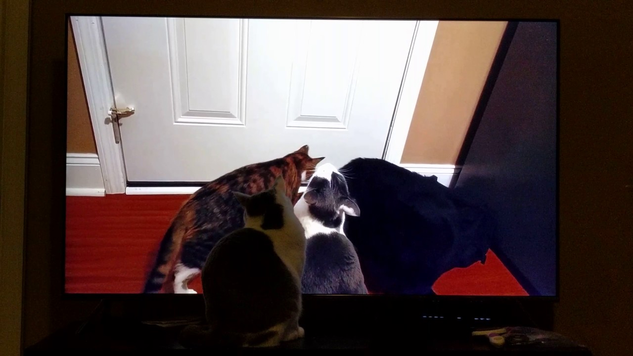 Cats watching cats - YouTube