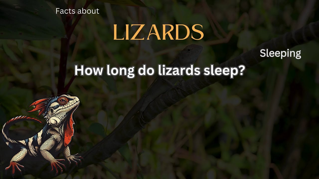 Fact about Lizard 10 - How long do lizards sleep? - YouTube