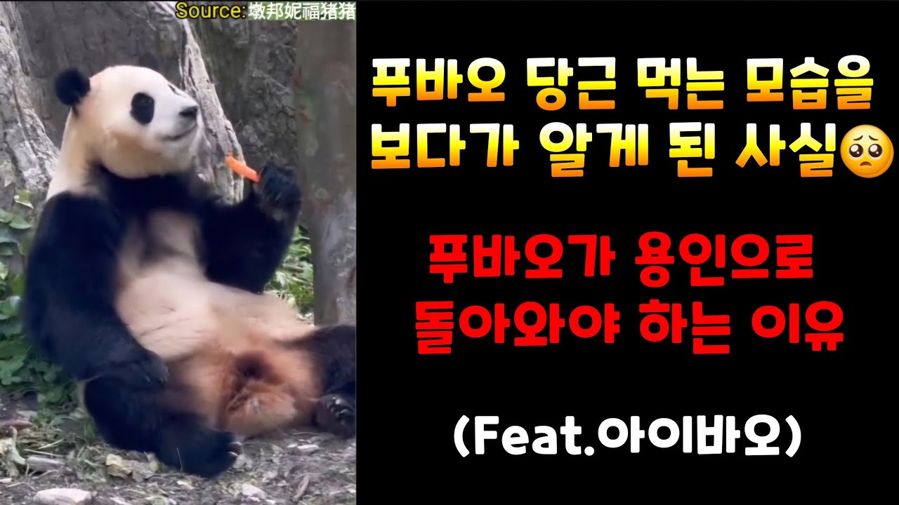 푸바오가 다시 용인으로 돌아와야 하는 이유2 Feat아이바오 Youtube