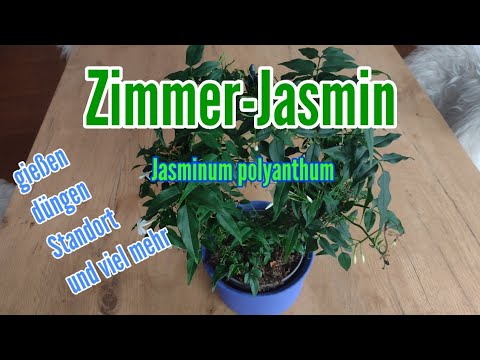 Zimmer Jasmin pflegen gießen düngen Standort vermehren schneiden umtopfen Jasminum polyanthum