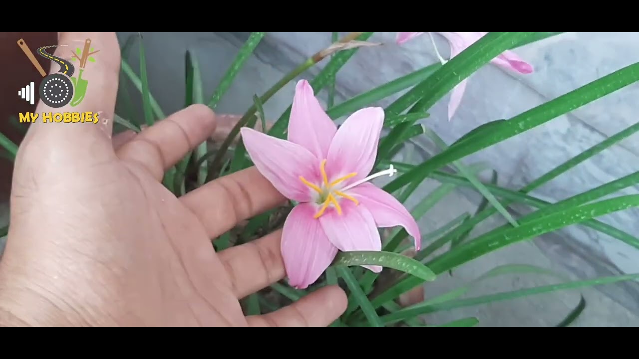How make beautifully back yard garden Rain lily lemon trees Indoor ...