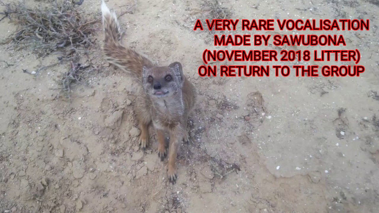 Can YOU speak Mongoose?! VERY RARE MONGOOSE CALLS MONGOOSE MAGIC ...