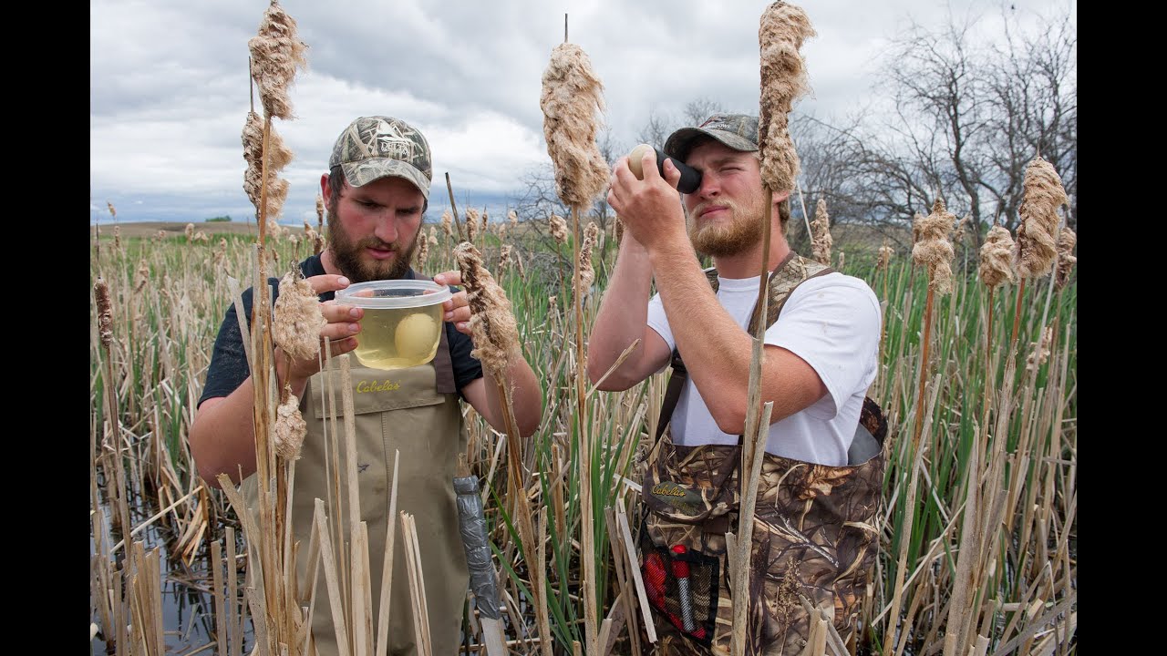 Delta’s “Voice of the Duck Hunter” Podcast – Waterfowl Research and ...