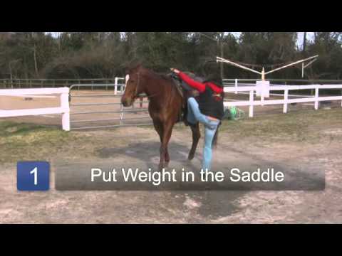 How to Train Your Beginner Horse - YouTube
