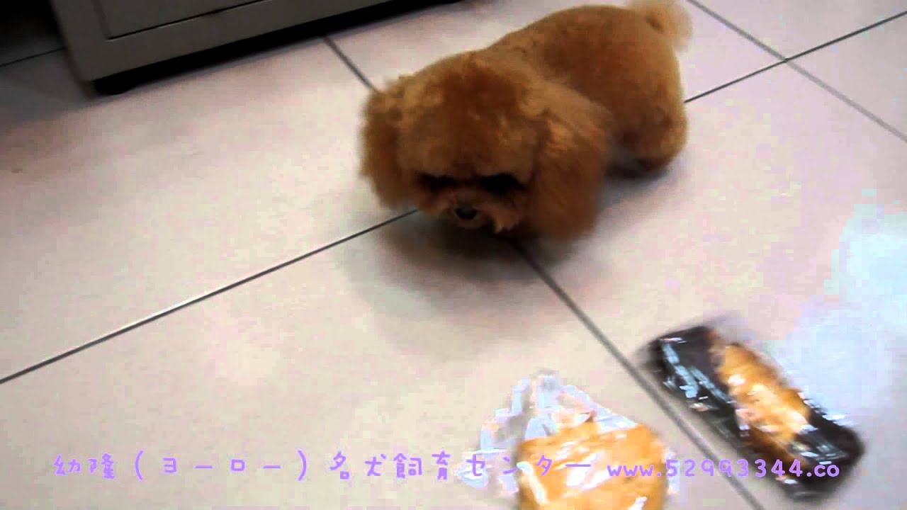 Super tiny teacup-Pocket Teacup Poodle Puppy#120 more fun coming! - YouTube