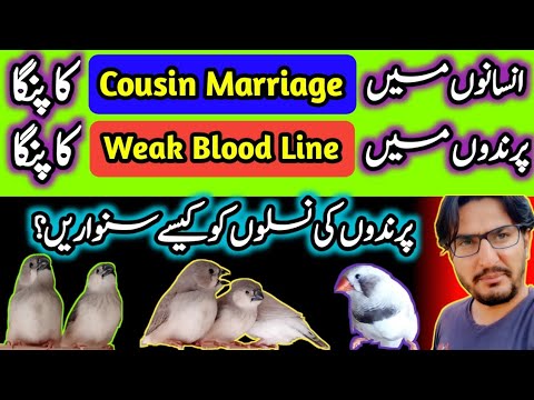 How To Make A Good Strong Blood Line | Weak Blood Line Problems | Zebra ...