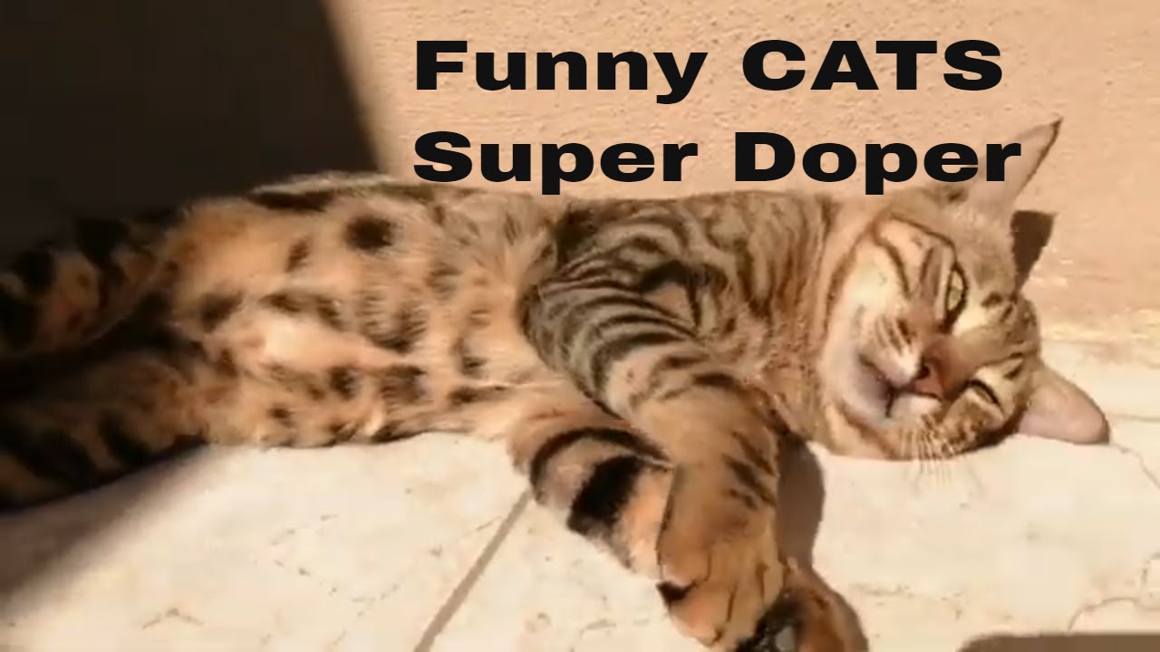 Funny Cats | Super Doper Cats | asim tv | Lovely Cat | Very Relaxing ...