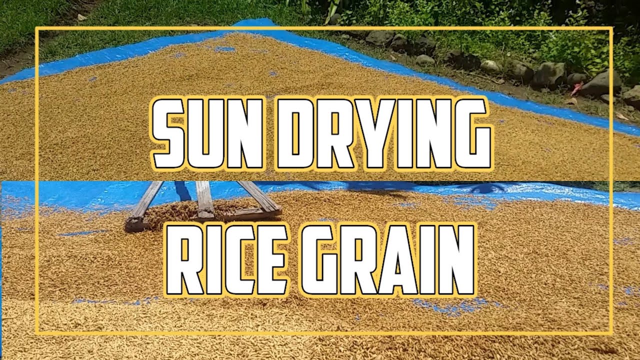 BULAD HUMAY (DRYING RICE GRAIN) - YouTube