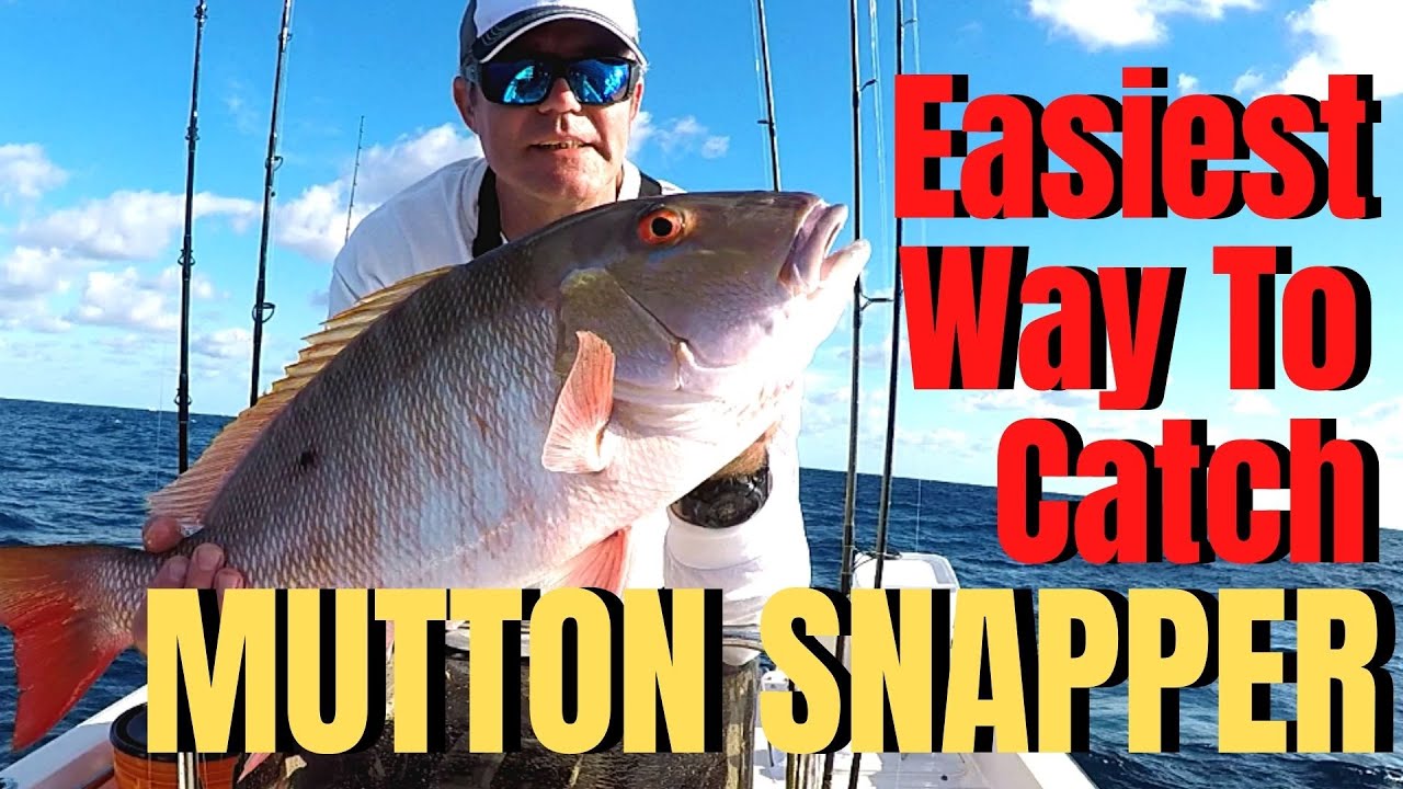 How To Catch MUTTON SNAPPER the easiest way RIG, BAIT, DRIFT FISHING ...
